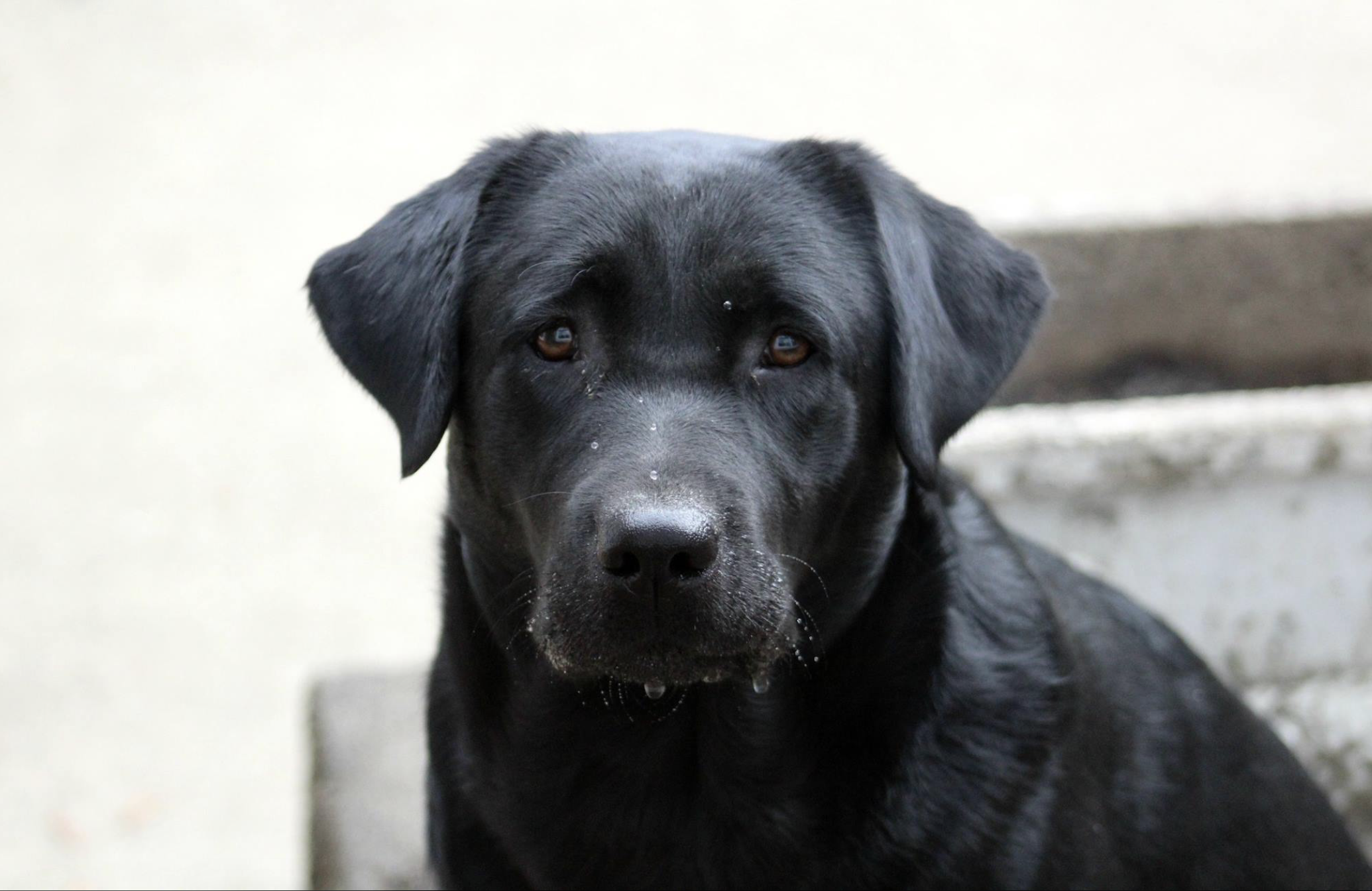 Our Girls – Little Falls Labradors