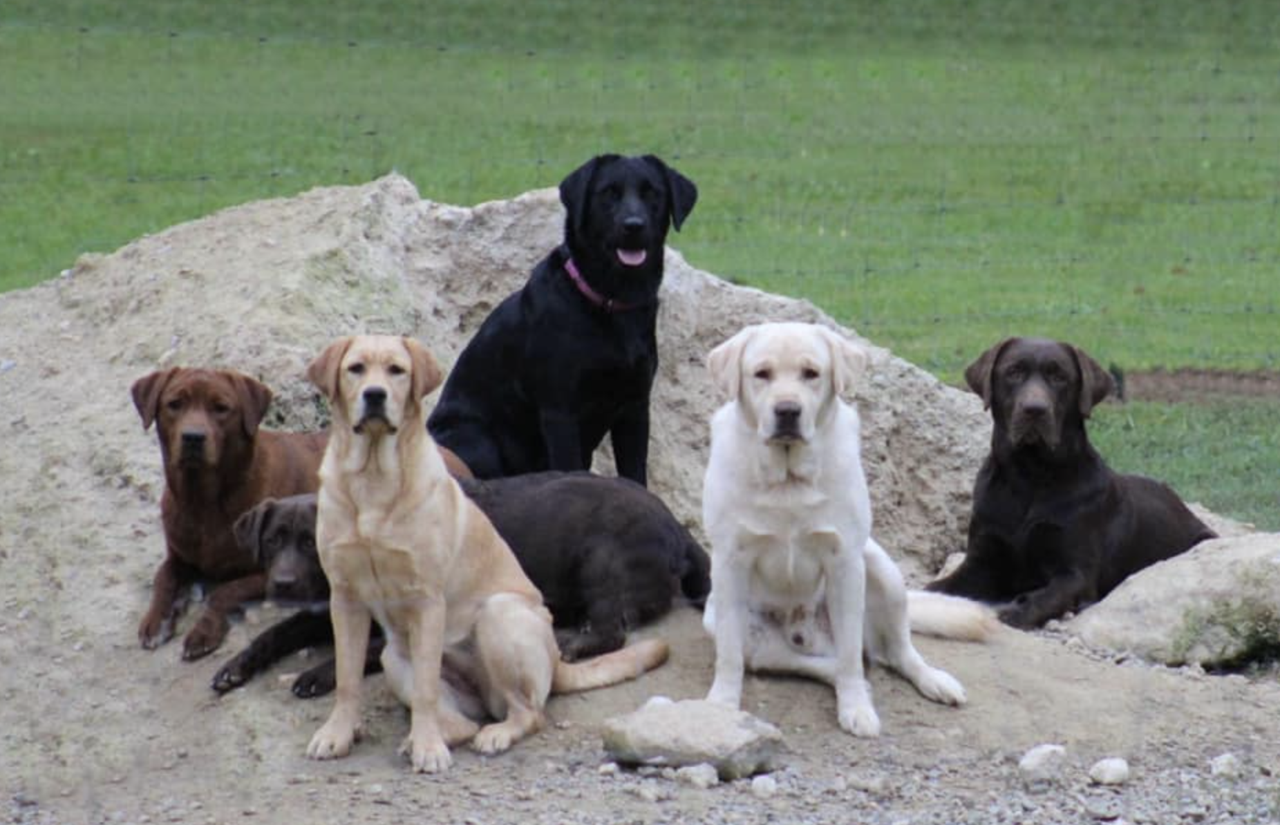Our Girls – Little Falls Labradors