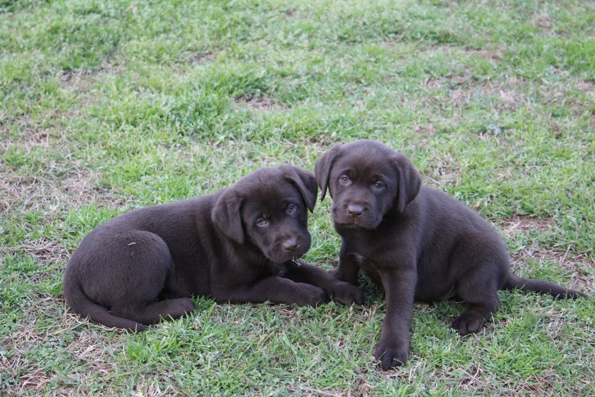 Little Falls Labradors – Licensed Labrador Breeder in the State of ...